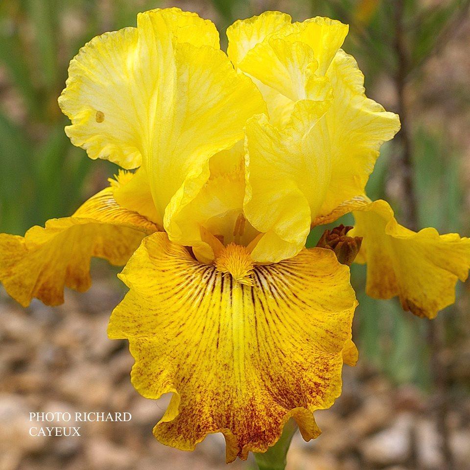 Tall Bearded Iris (Iris 'Poivre Rouge') in the Irises Database - Garden.org