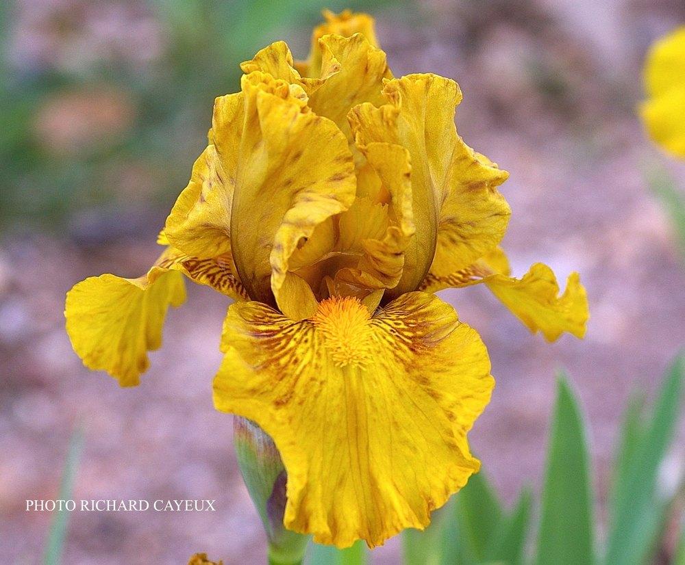 Intermediate Bearded Iris (Iris 'Sable Jaune') in the Irises Database ...