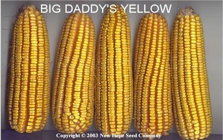 Dent Corn (Zea mays subsp. mays 'Big Daddy's Yellow') in the Corn ...