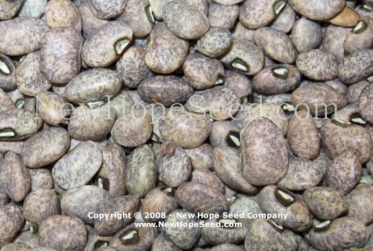 Cow Pea (Vigna unguiculata 'Blue Goose') in the Southern Peas Database ...