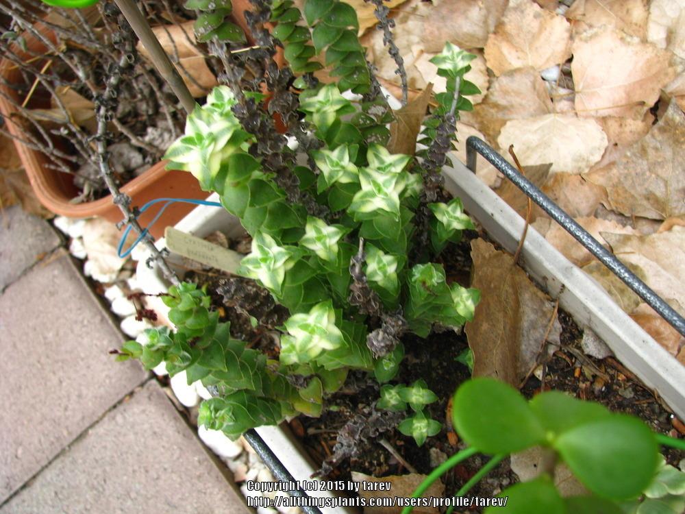 Photo of the entire plant of String of Buttons (Crassula perforata ...