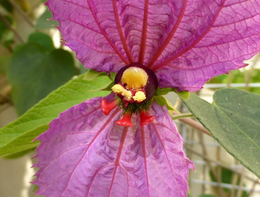Costa Rican Butterfly Vine (Dalechampia dioscoreifolia) - Garden.org