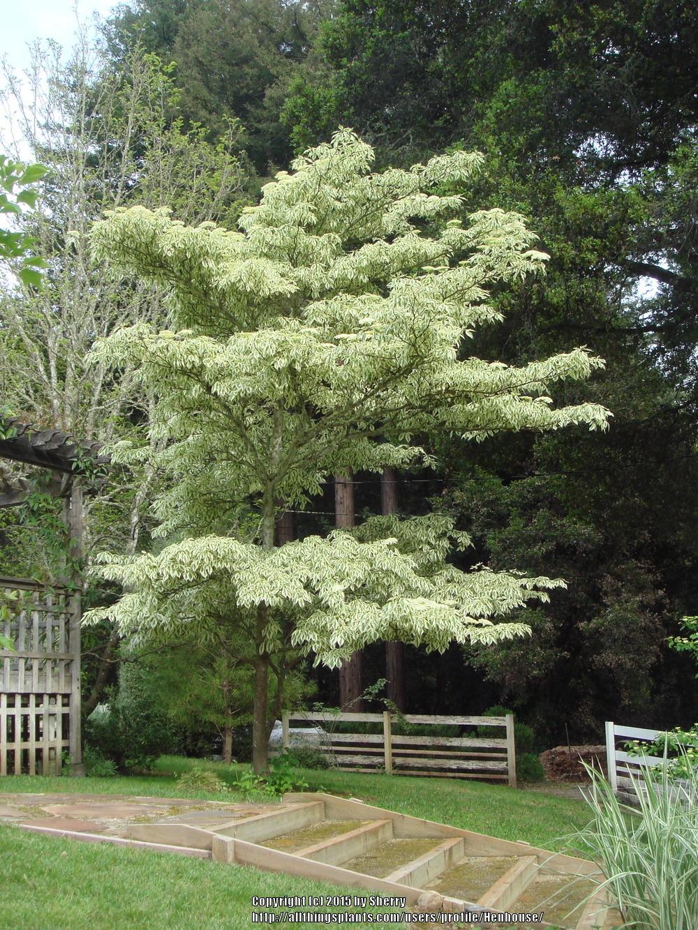 Photo of the entire plant of Variegated Giant Dogwood (Cornus ...