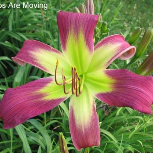 Daylily (Hemerocallis 'Its Lips are Moving') in the Daylilies Database - Garden.org