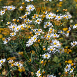 False Aster (Boltonia asteroides) - Garden.org