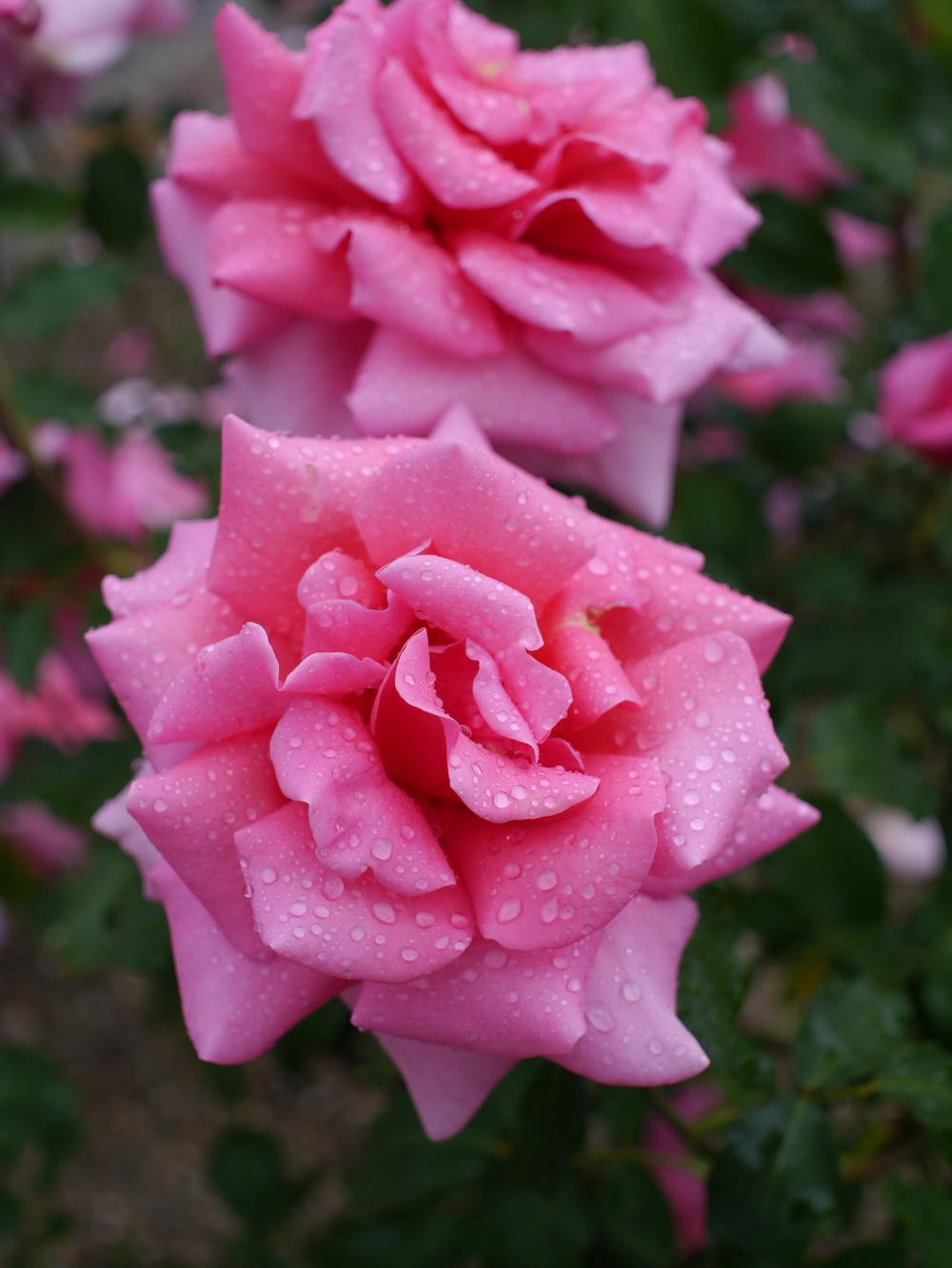 Rose (Rosa 'Eliane') in the Roses Database - Garden.org