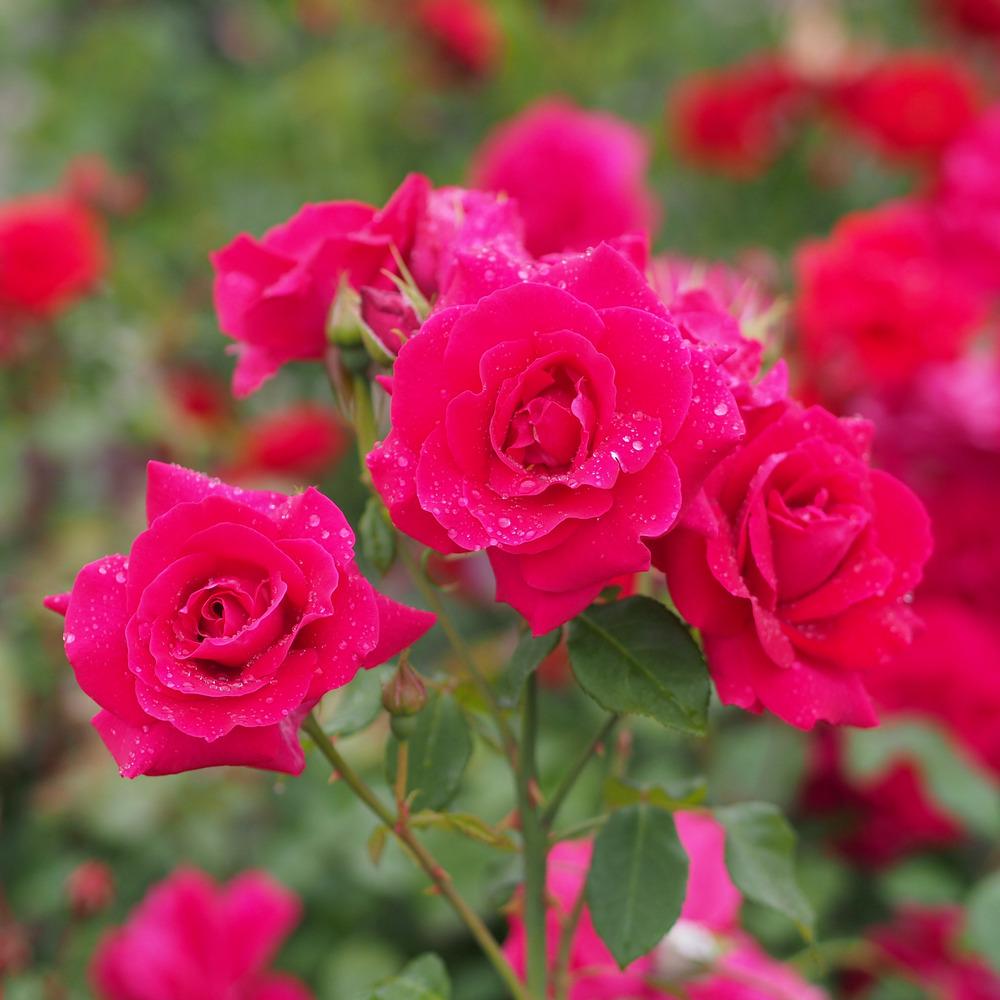 Rose (Rosa 'Adolf Grille') in the Roses Database - Garden.org