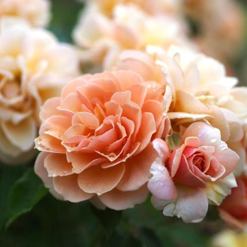 Rose (Rosa 'Emi') in the Roses Database - Garden.org