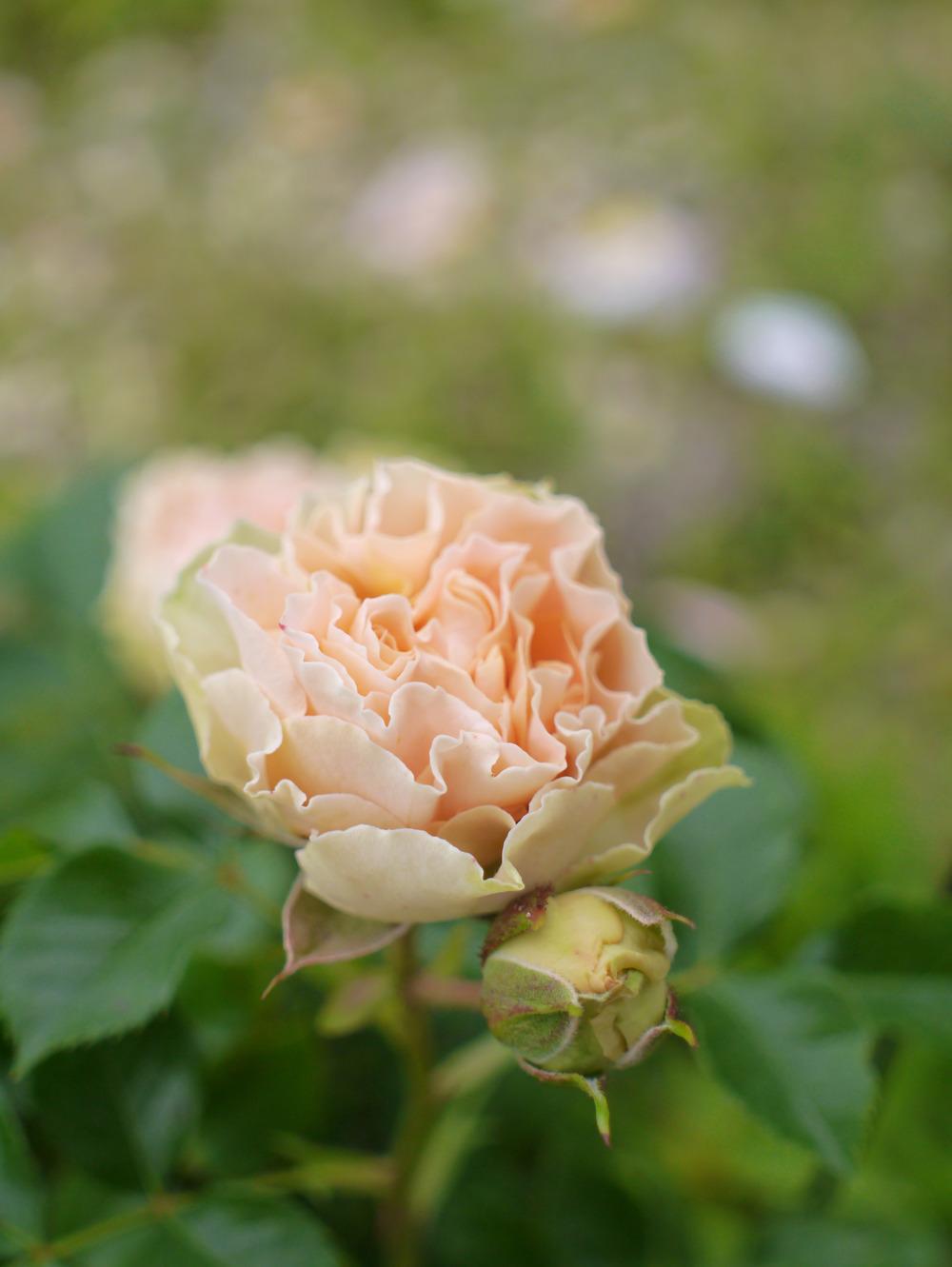 Rose (Rosa 'Antique Lace') in the Roses Database - Garden.org