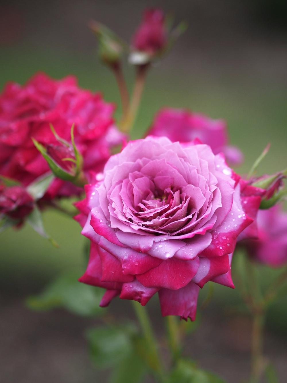 Rose (Rosa 'Daidala') in the Roses Database - Garden.org