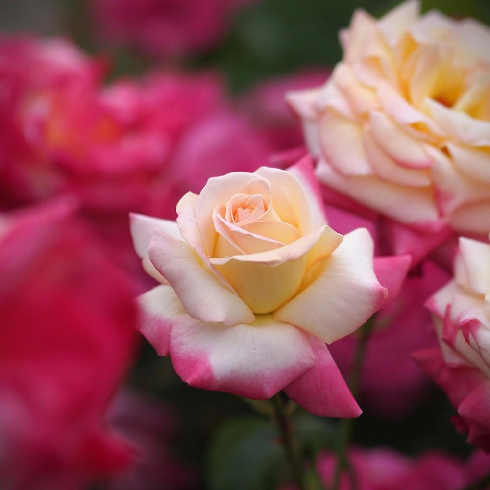 Rose (Rosa 'Lido di Roma') in the Roses Database - Garden.org