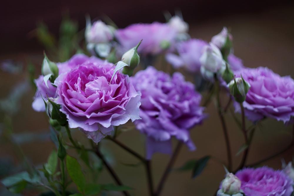 Rose (Rosa 'Scheherazade') in the Roses Database - Garden.org