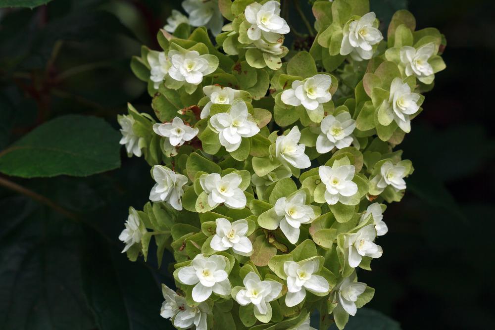 Oakleaf Hydrangea (Hydrangea quercifolia 'Cloud Nine') in the ...