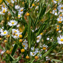False Aster (Boltonia asteroides) - Garden.org