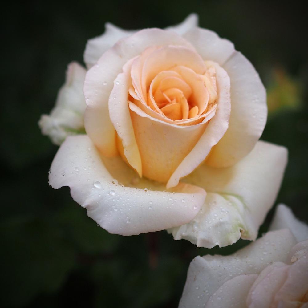 Rose (Rosa 'Emperor') in the Roses Database - Garden.org