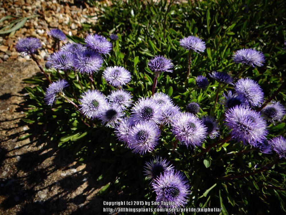 Globe Daisy (Globularia nudicaulis) - Garden.org