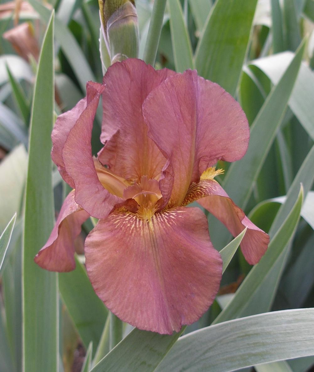 Tall Bearded Iris (Iris 'Dark Chocolate') in the Irises Database ...