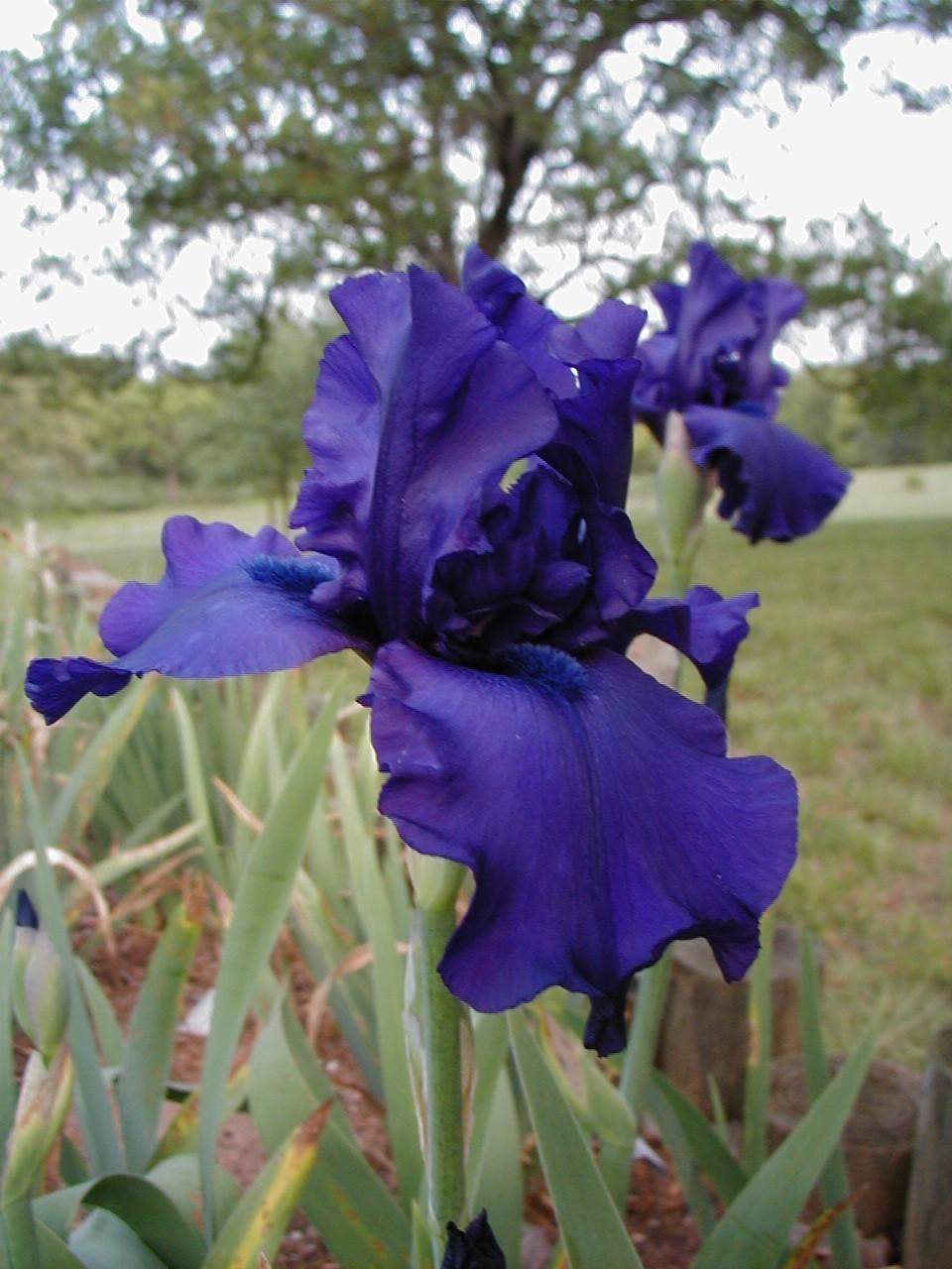 Photo of the bloom of Tall Bearded Iris (Iris 'Dusky Challenger ...