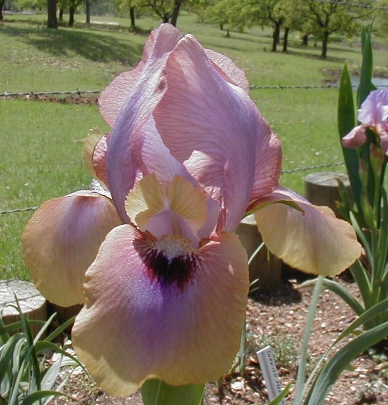 Arilbred Iris (Iris 'Code Talker') in the Irises Database - Garden.org