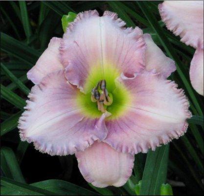 Daylily (Hemerocallis 'Alluring Mystery') in the Daylilies Database ...
