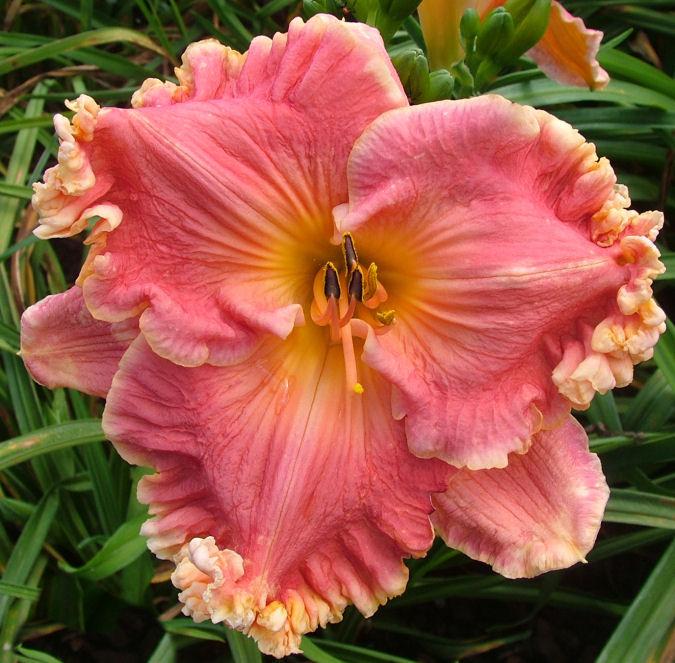 Photo of the bloom of Daylily (Hemerocallis 'Calle Arena Sunset ...