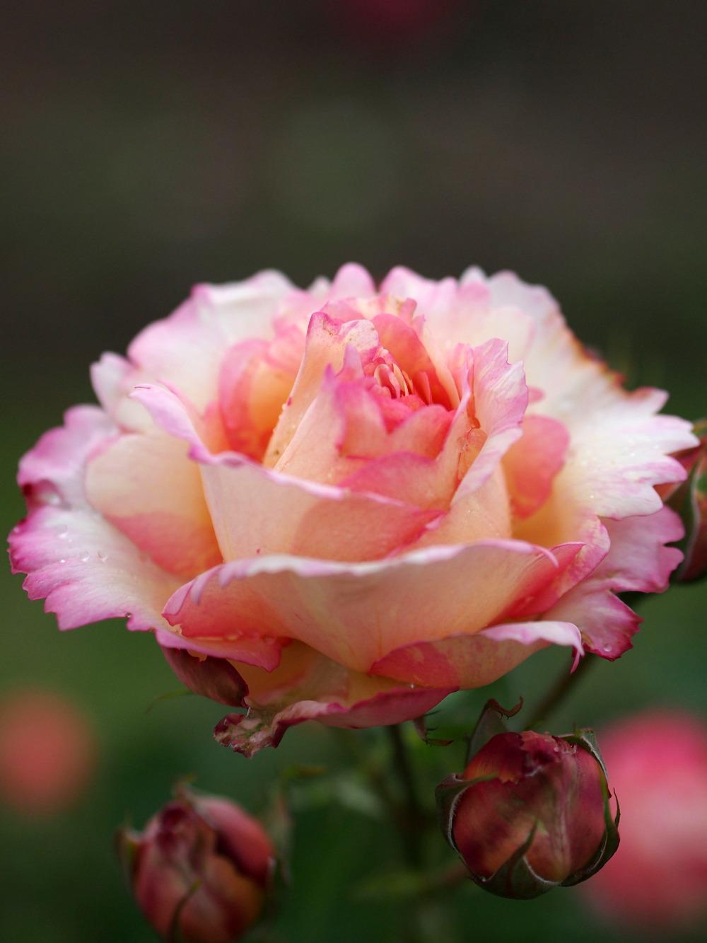 Rose (Rosa 'Peche Bonbons') in the Roses Database - Garden.org