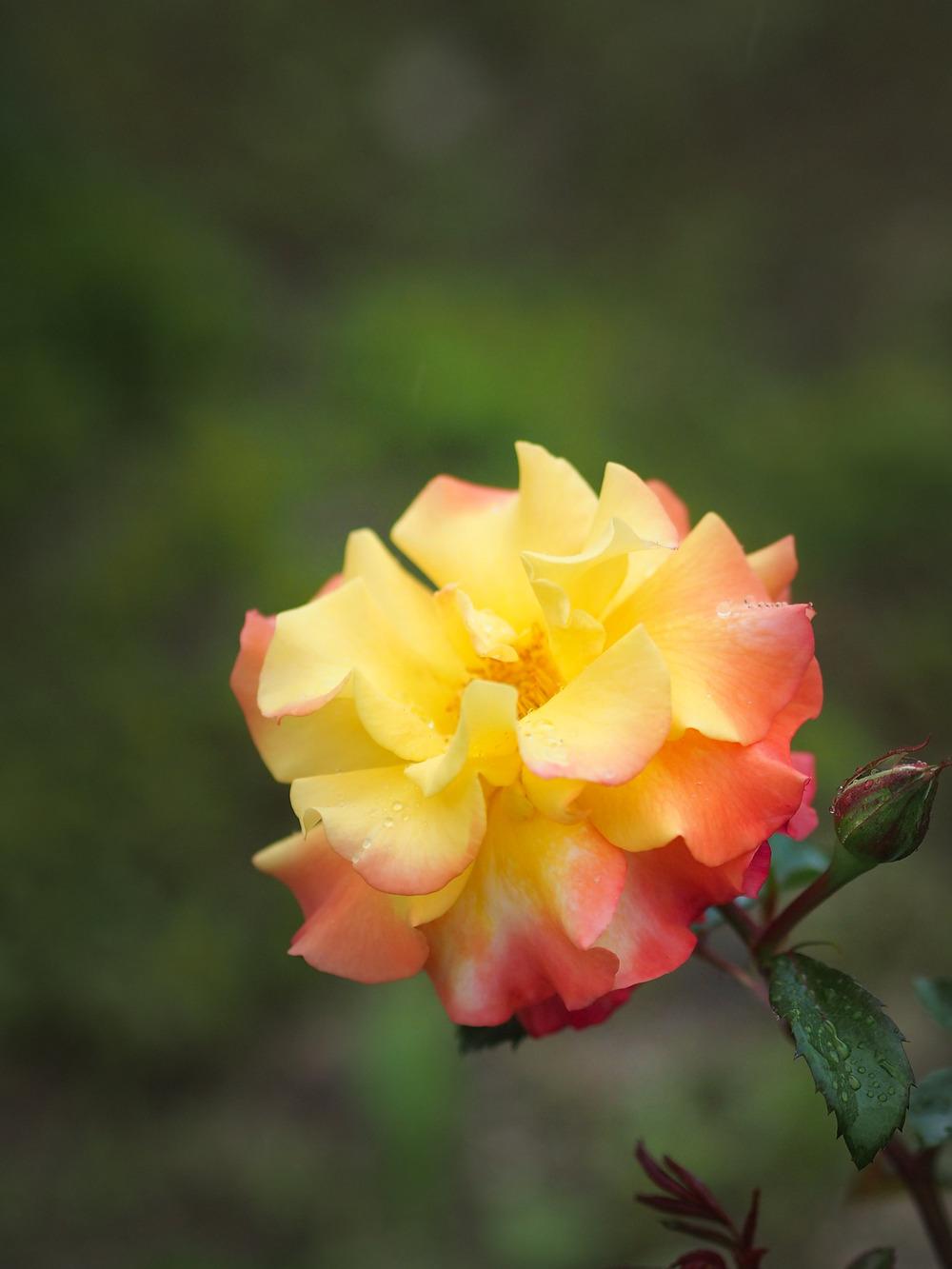 Rose (Rosa 'Miriam') in the Roses Database - Garden.org