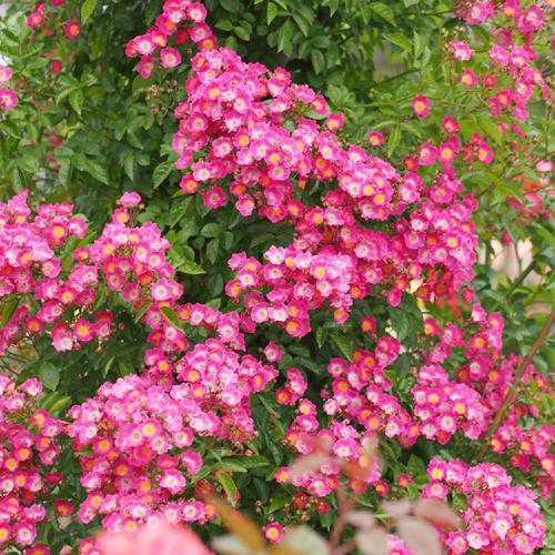 Rose (Rosa 'Maria Lisa') in the Roses Database - Garden.org