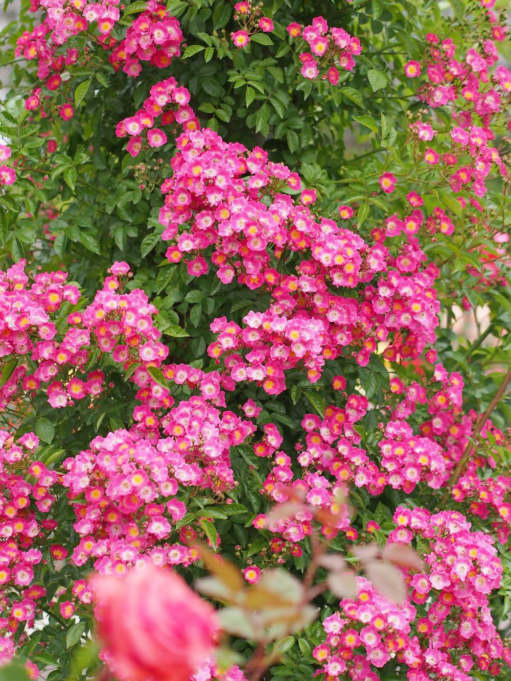 Rose (Rosa 'Maria Lisa') in the Roses Database - Garden.org