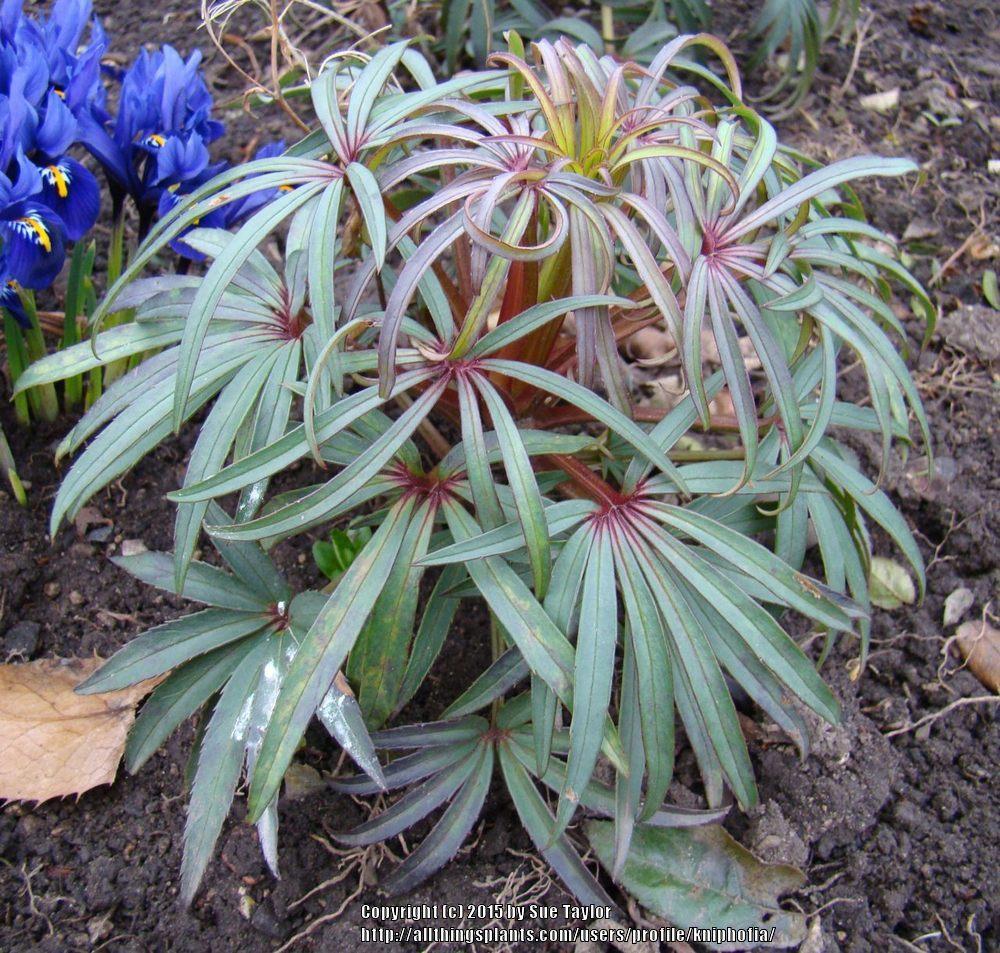 Photo of the entire plant of Hellebore (Helleborus foetidus 'Wester ...