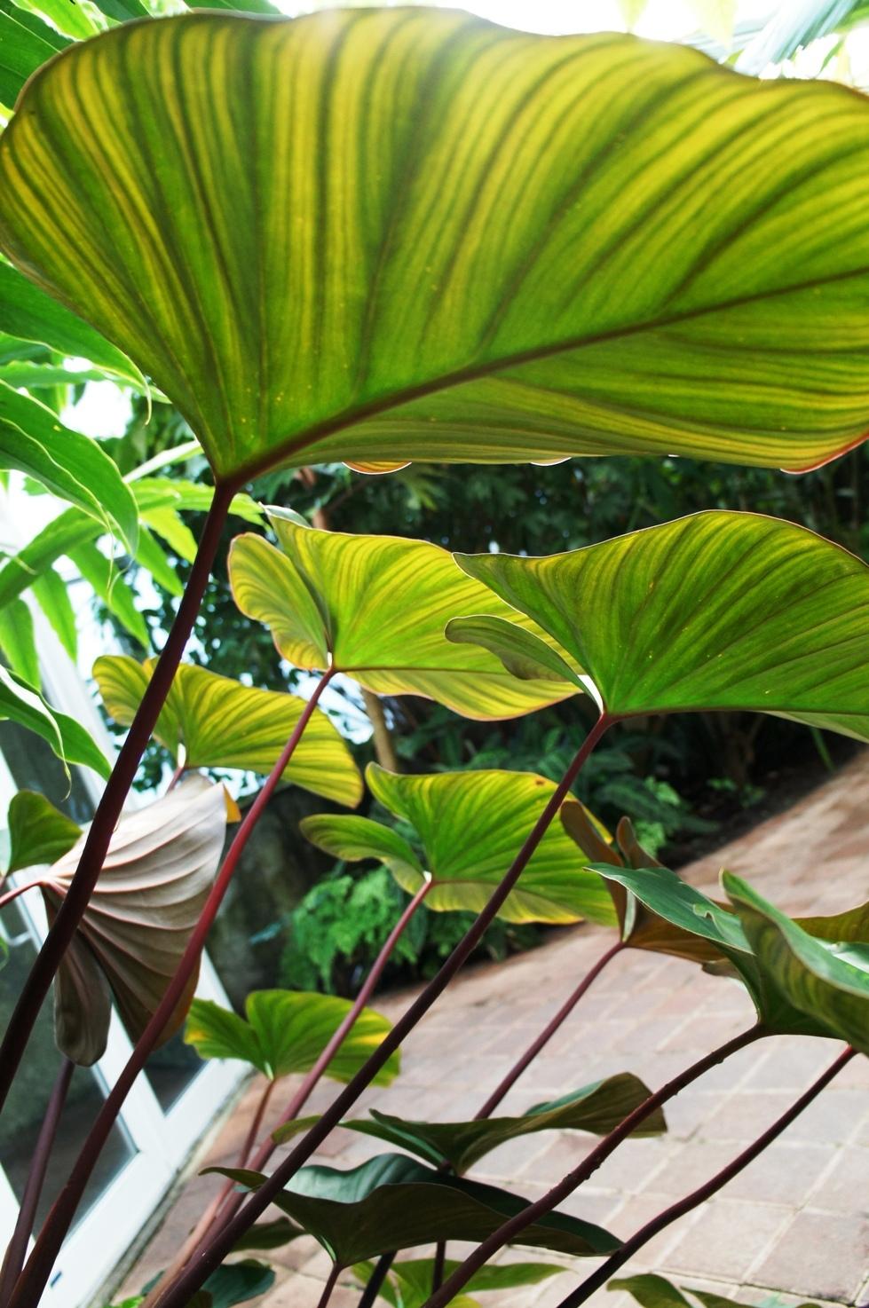 Homalomenas: Plant Care and Collection of Varieties - Garden.org