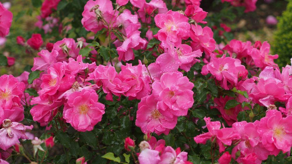 Rose (Rosa 'Saskia') in the Roses Database - Garden.org