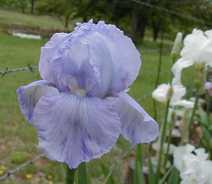 Arilbred Iris (Iris 'Frances Craig') in the Irises Database - Garden.org