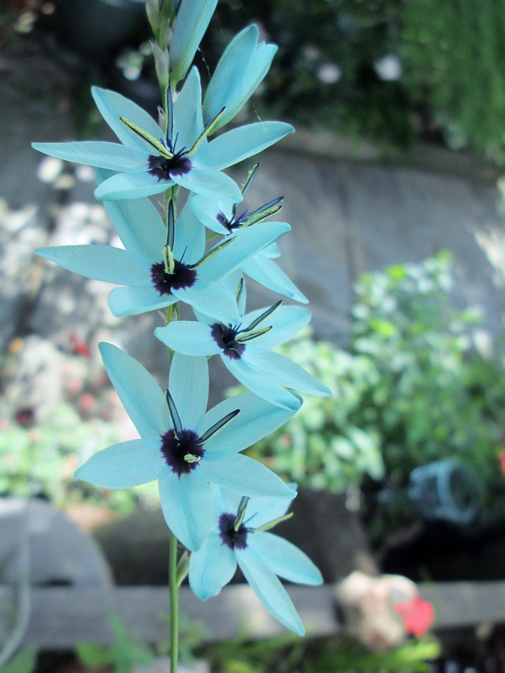 Photo of the bloom of Green Flowered Corn Lily (Ixia viridiflora ...