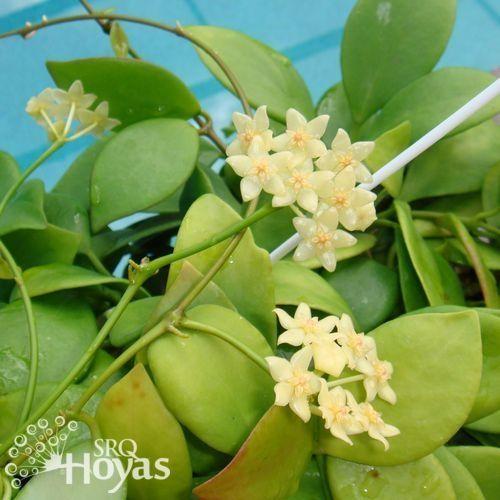 Photo of the bloom of Wax Plant (Hoya diptera) posted by SRQHoyas ...