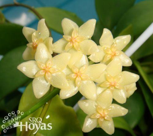 Wax Plant (Hoya diptera) in the Hoyas Database - Garden.org
