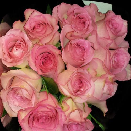 Rose (Rosa 'Sweet Unique') in the Roses Database - Garden.org