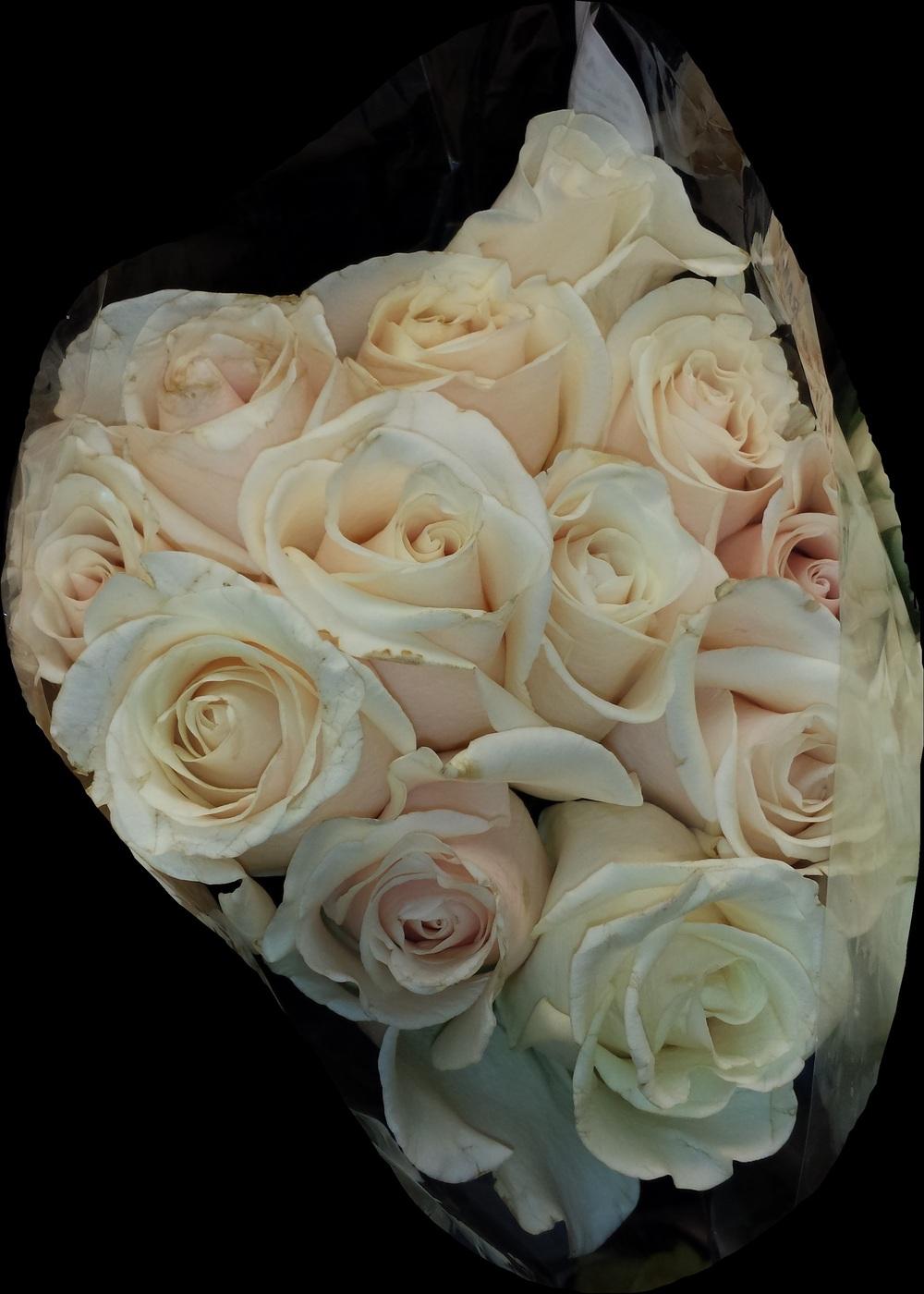 Rose (Rosa 'Amelia') in the Roses Database - Garden.org