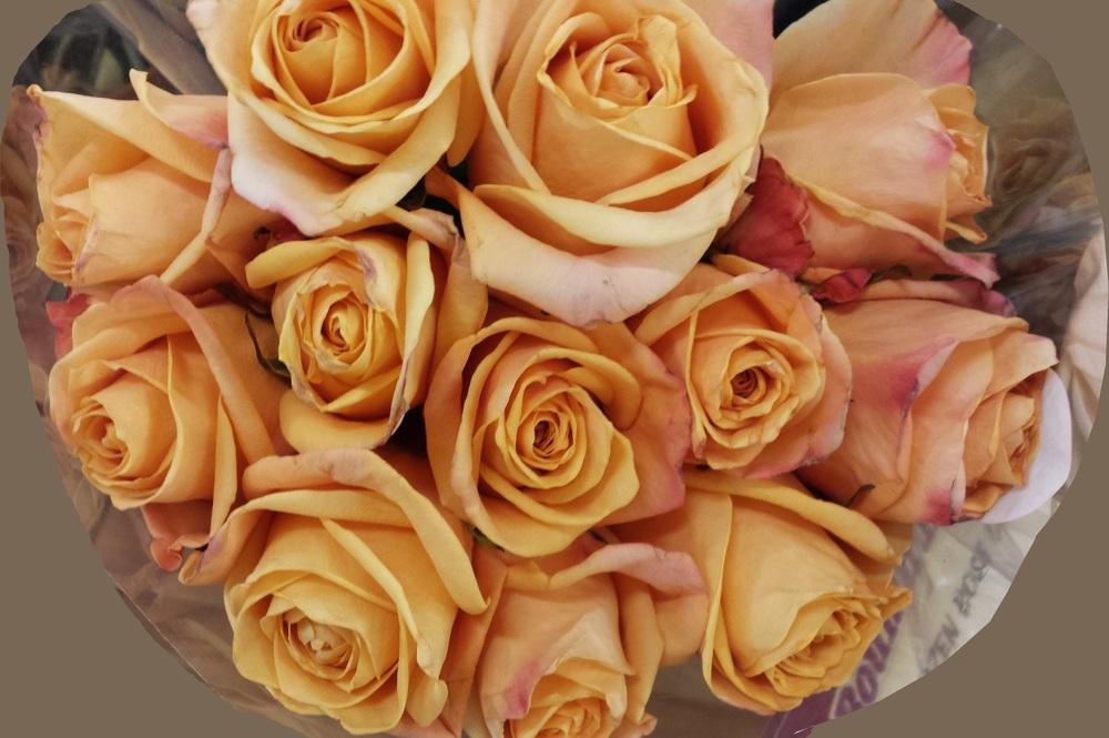 Rose (Rosa 'Caramba') in the Roses Database - Garden.org