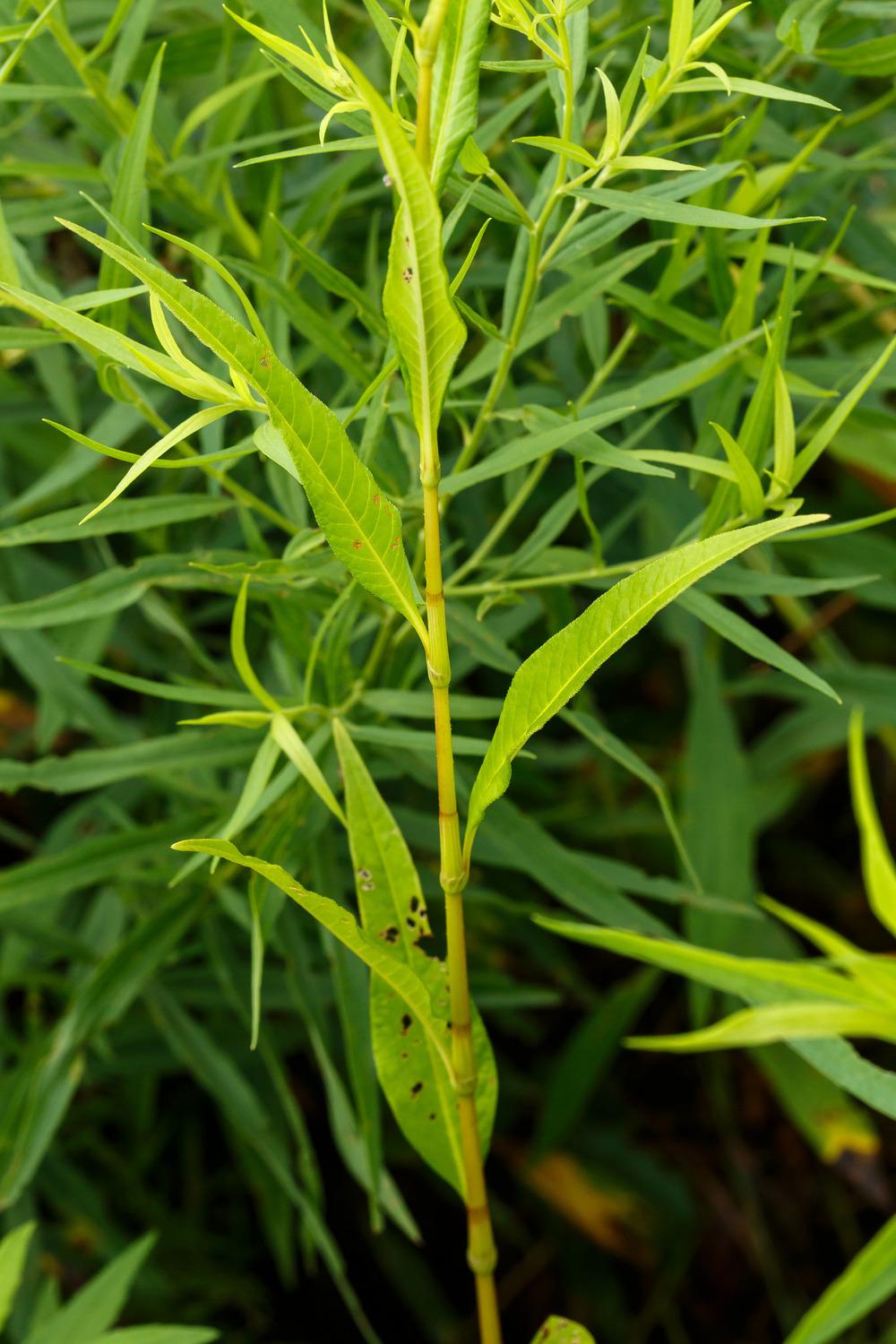 Photo of the stem, scape, stalk or bark of Pennsylvania Smartweed ...