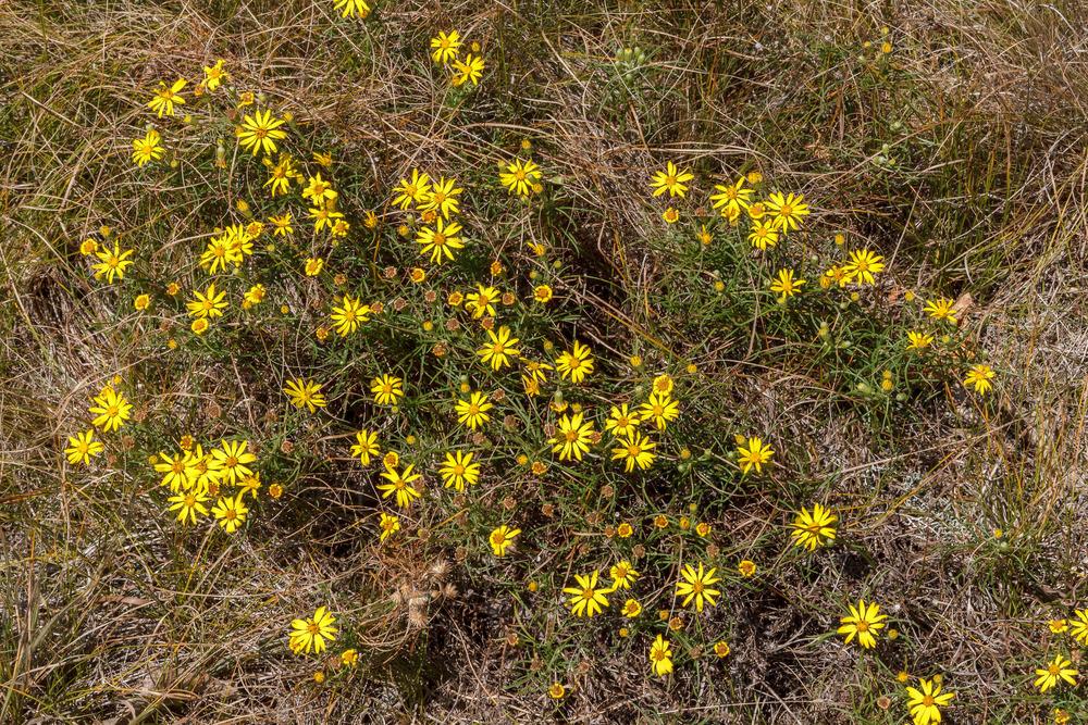 Pityopsis falcata - Garden.org