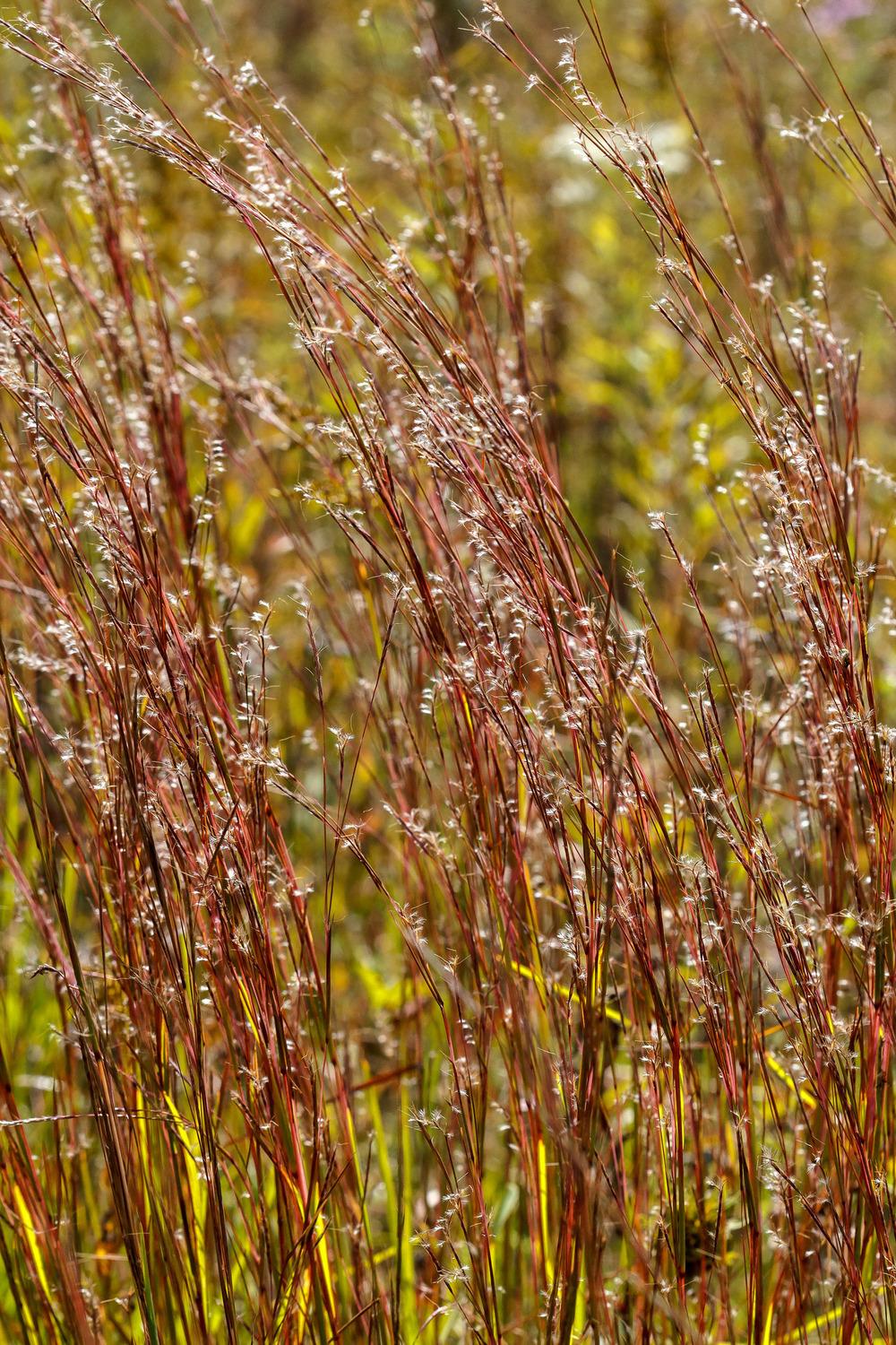 Photo of the seed pods or heads of Little Bluestem (Schizachyrium ...