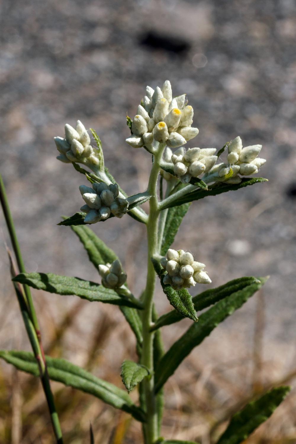 Photo of the leaves of Sweet Everlasting (Pseudognaphalium obtusifolium ...