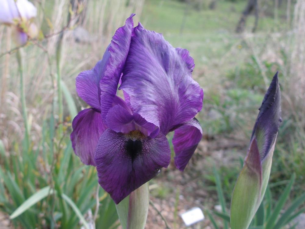 Aril Iris (Iris 'Galilee Prince') in the Irises Database - Garden.org