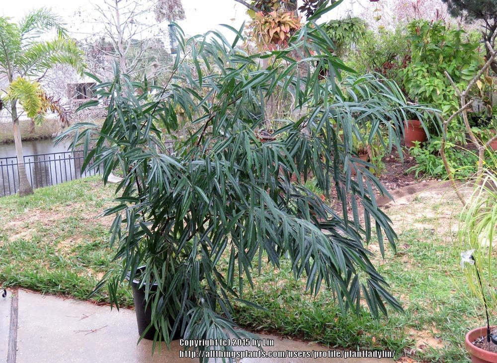 Photo of the entire plant of Banana-Leaf Ficus (Ficus maclellandii ...