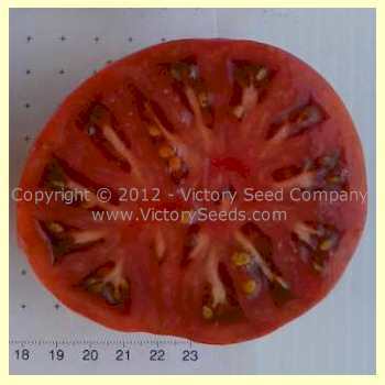 Tomato (Solanum lycopersicum 'Dwarf Wild Fred') in the Tomatoes ...