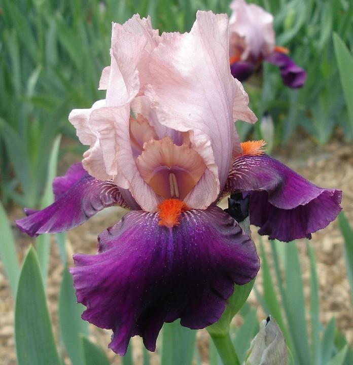 Tall Bearded Iris (Iris 'Bold Entry') in the Irises Database - Garden.org