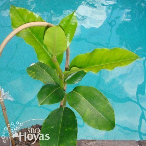 Wax Plant (Hoya inflata) in the Hoyas Database - Garden.org