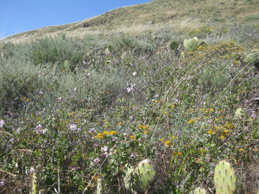 Photo of the habitat view of San Clemente Island Bushmallow ...