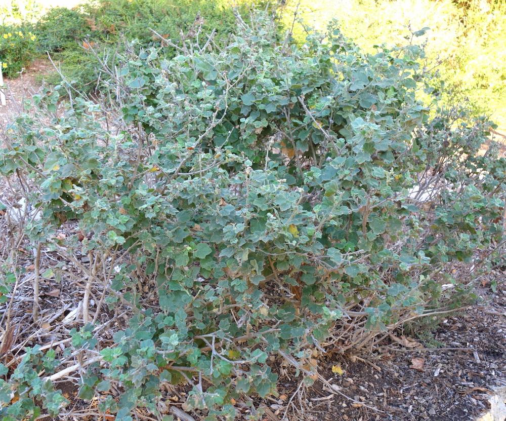 Photo of the entire plant of San Clemente Island Bushmallow ...